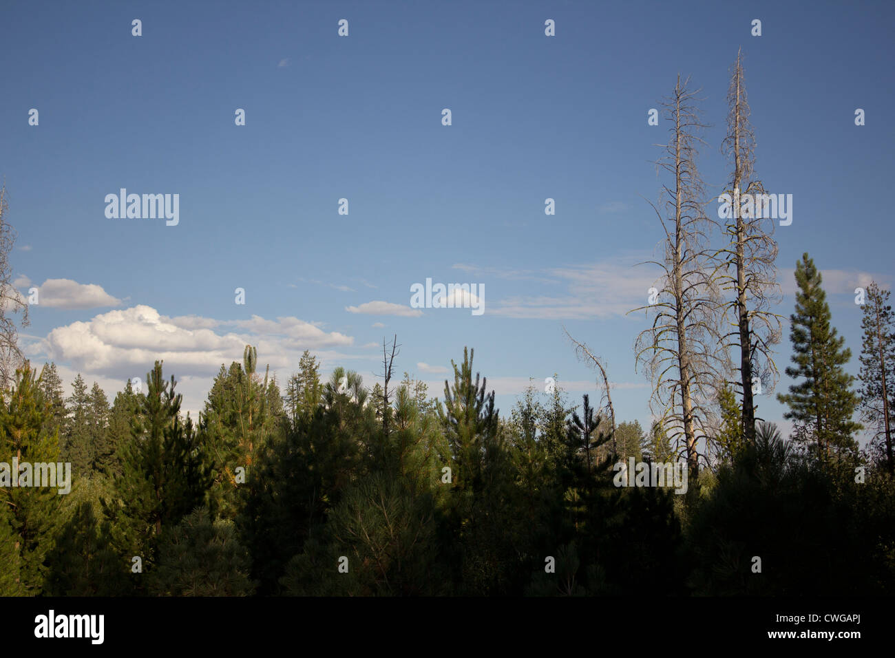 a beautiful blue sky with a green pine treeline Stock Photo - Alamy