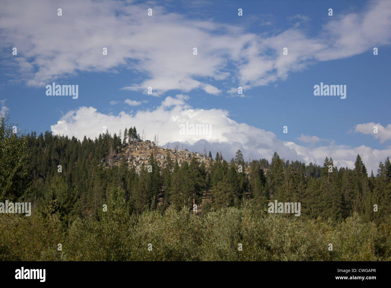 a beautiful blue sky with a green pine treeline Stock Photo - Alamy