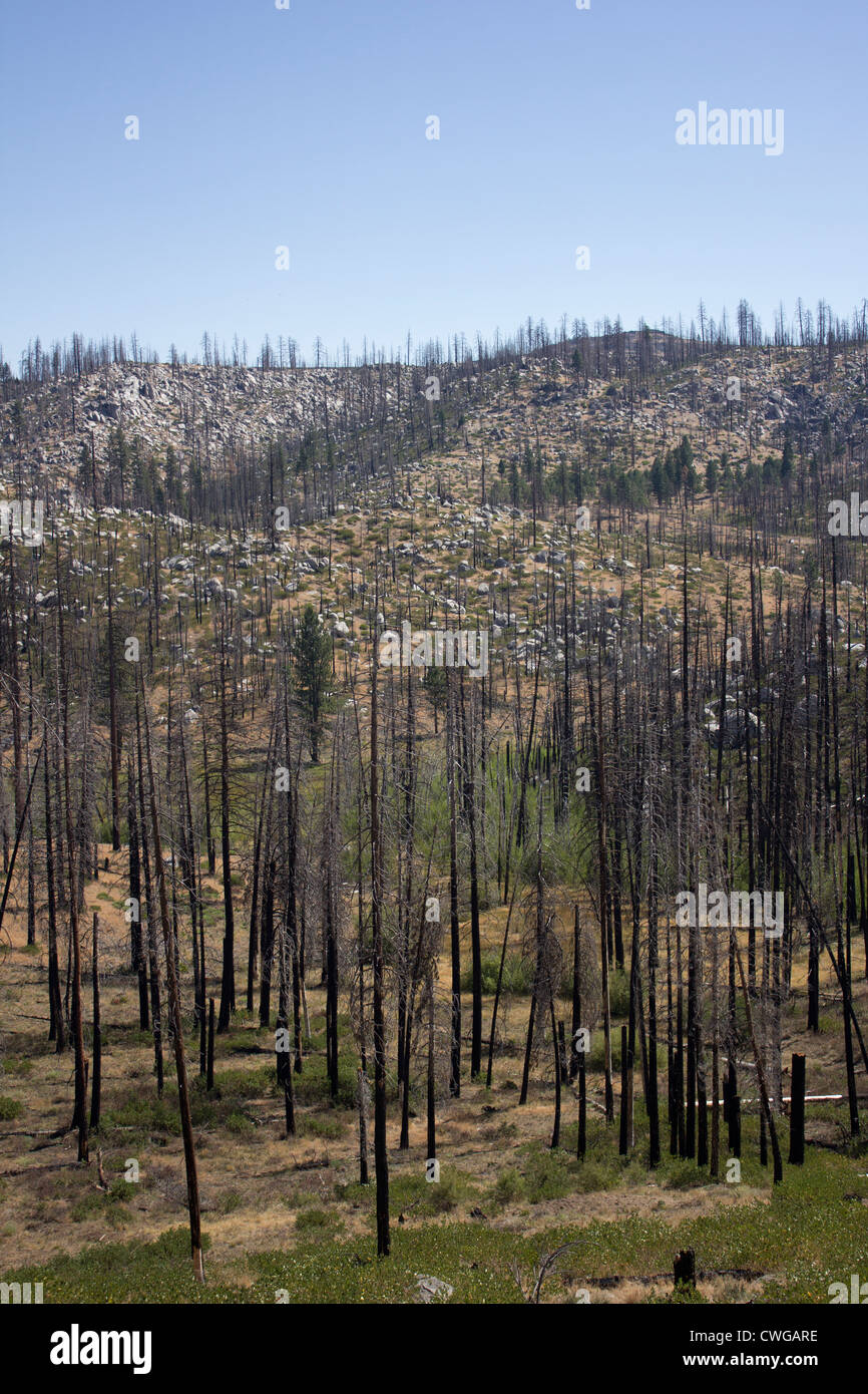 forest pine trees that have been in a forest fire Stock Photo - Alamy