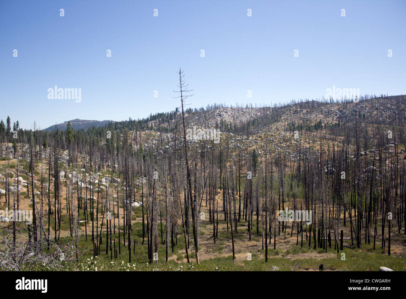 forest pine trees that have been in a forest fire Stock Photo - Alamy