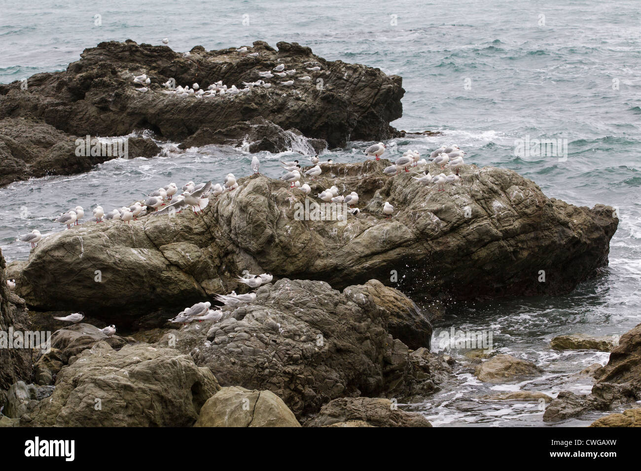 Red-billed gulls (tarapunga, akiaki, larus novaehollandiae) and white ...