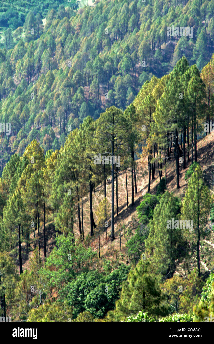 Trees uttarakhand hi-res stock photography and images - Alamy