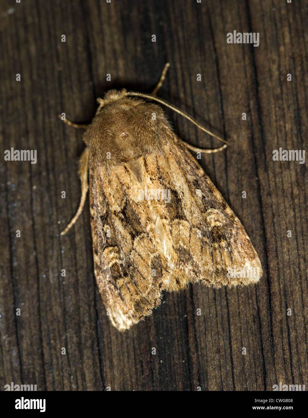 Brindled ochre moth (Dasypolia templi) resting on a wooden door Stock ...