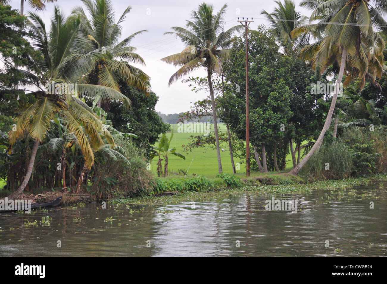 Taken from a houseboat, a glimpse of paddy fields behind coconut trees ...