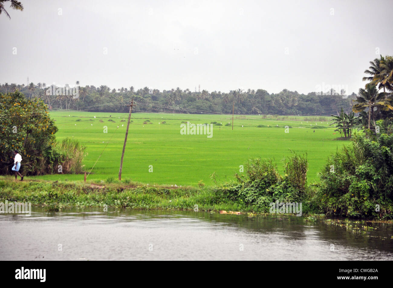 Paddy fields of Alleppey, Kerala, India Stock Photo - Alamy