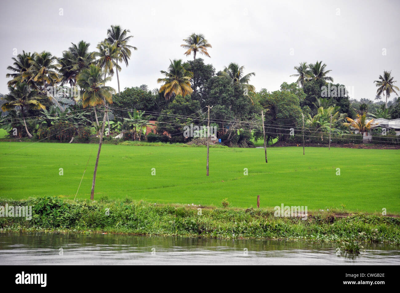 Paddy fields of Alleppey, Kerala, India Stock Photo - Alamy