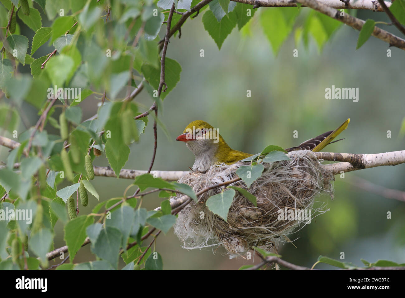 Golden Oriole (Oriolus oriolus), female at the nest on a birch branch ...