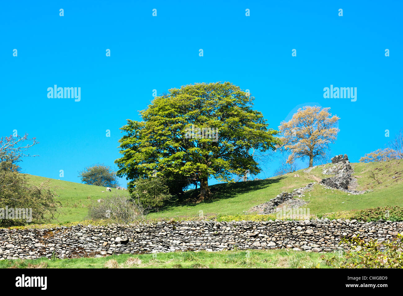Rural scene with dry stone wall. Troutbeck, Cumbria, Lake District ...