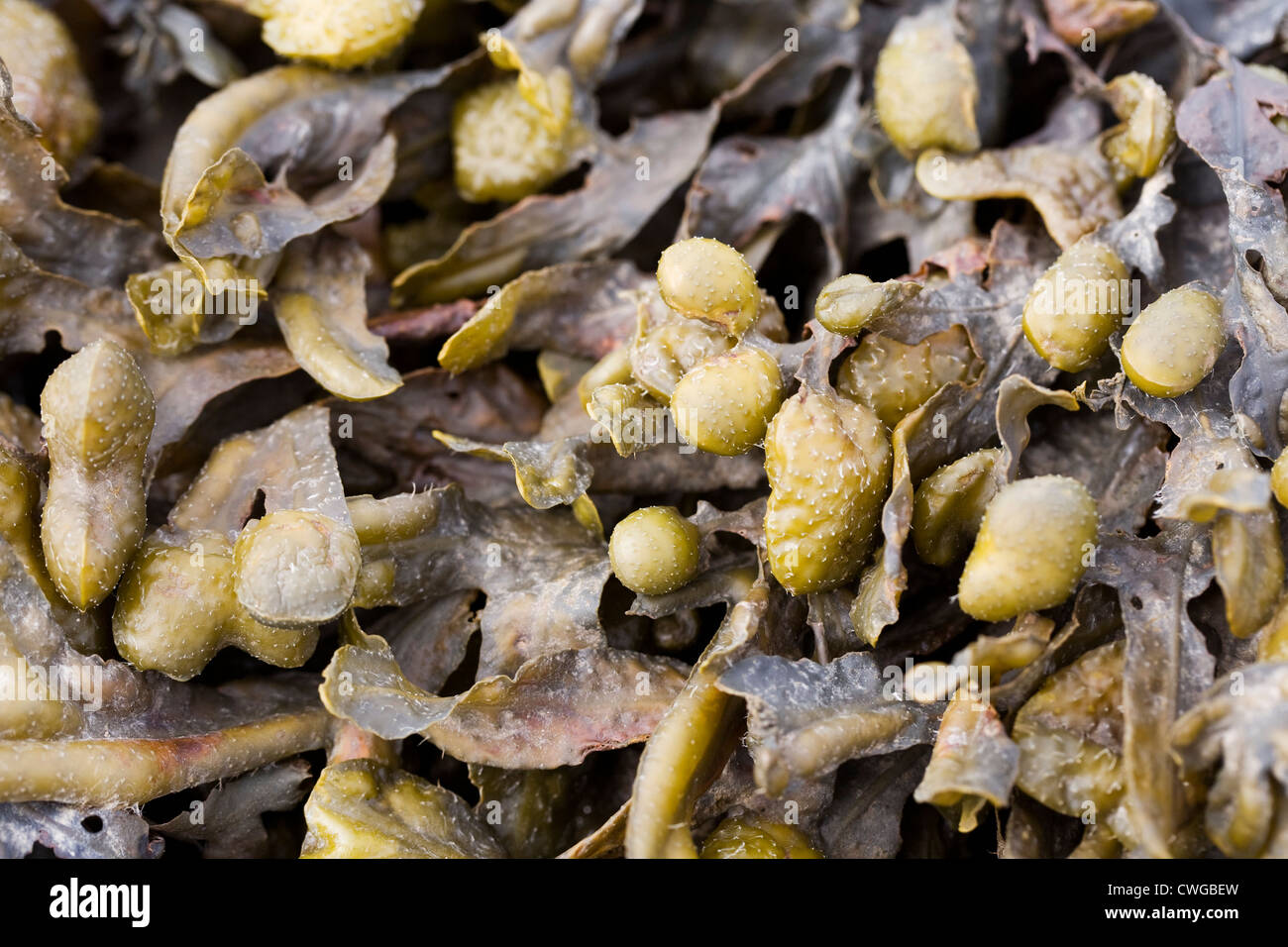 Fucus vesiculosus. Bladderwrack on the beach Stock Photo - Alamy