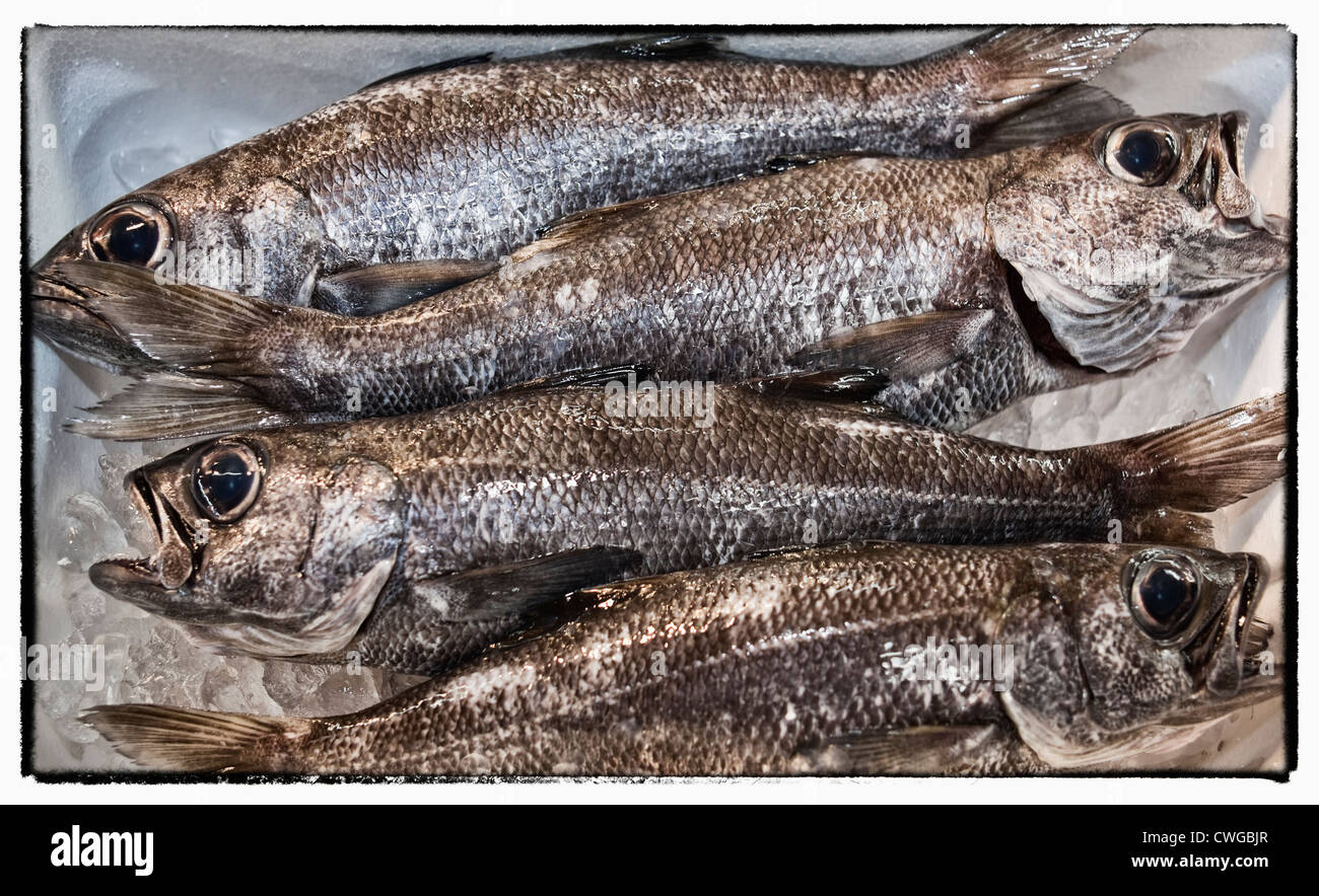 Fish on ice, Tsukiji Fish Market, Tokyo, Japan Stock Photo - Alamy
