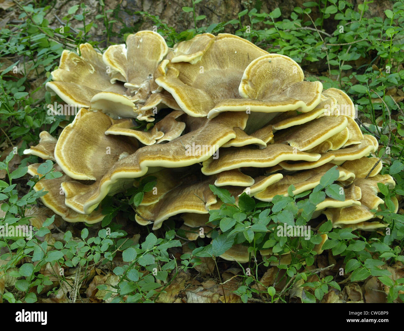 mushroom / Pilz Stock Photo - Alamy