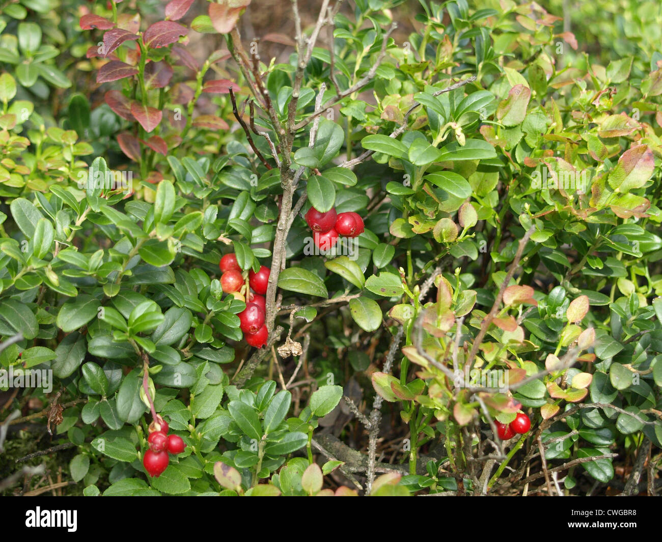lingonberry, cowberry / Vaccinium vitis-idaea / Preiselbeeren Stock ...