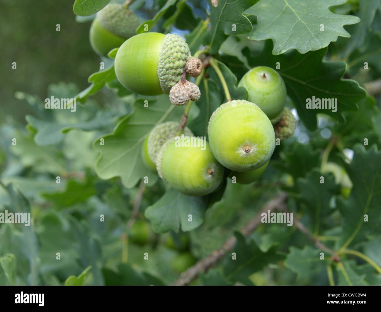 English oak tree with acorns / Quercus robur / Stiel-Eiche mit Eicheln ...