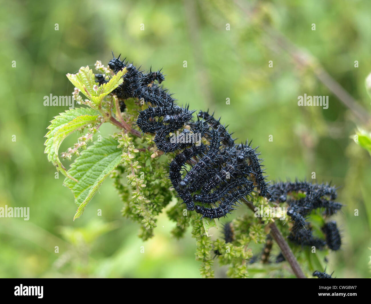 Raupen hi-res stock photography and images - Alamy