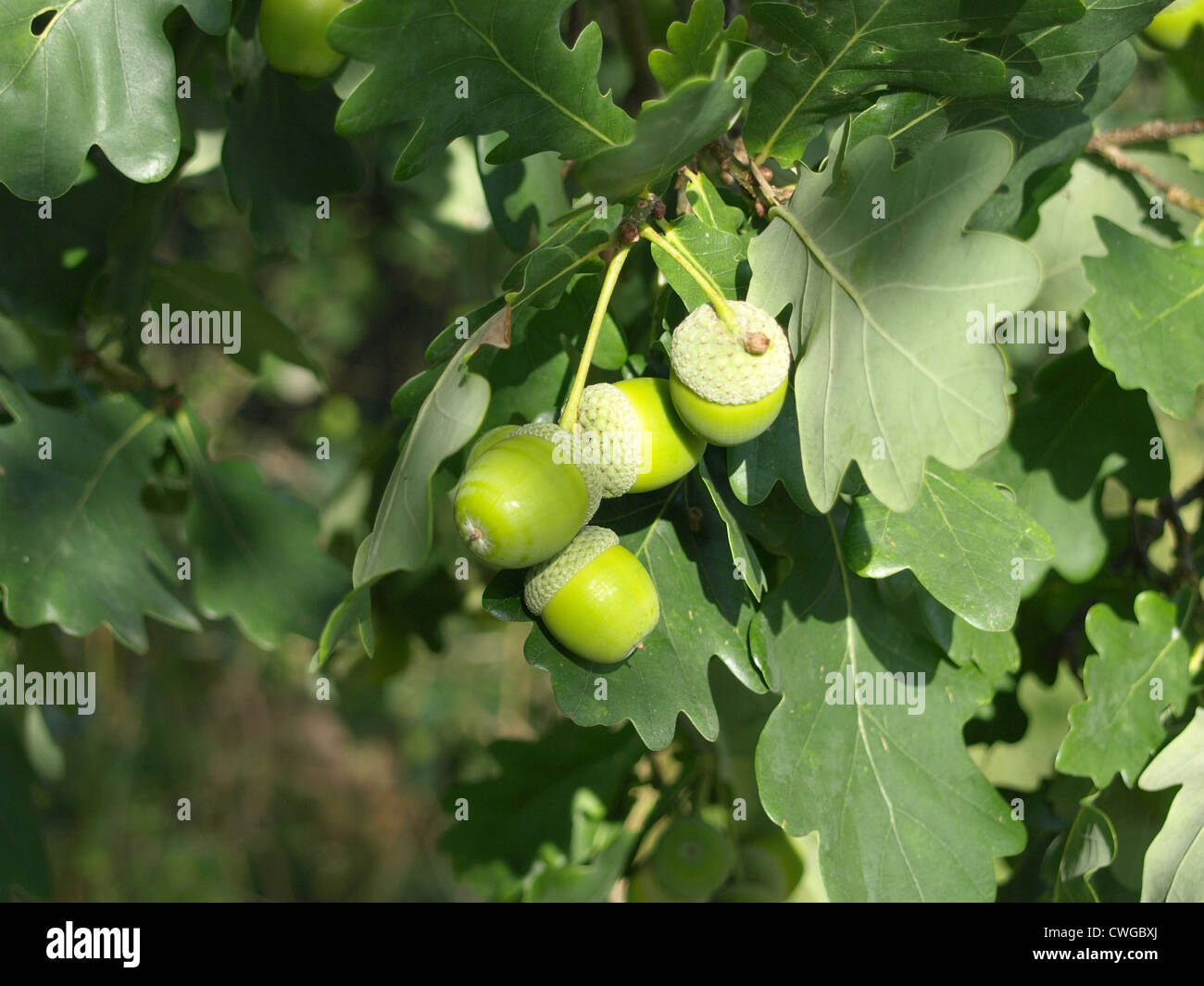 Acorn fruits oak tree hi-res stock photography and images - Alamy