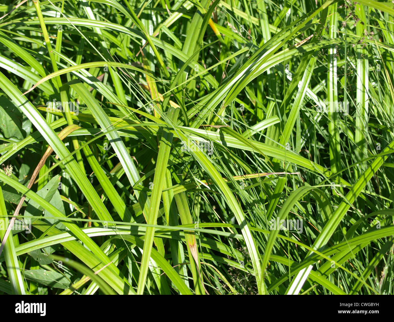 wood club-rush / Scirpus sylvaticus / Wald-Simse Stock Photo - Alamy