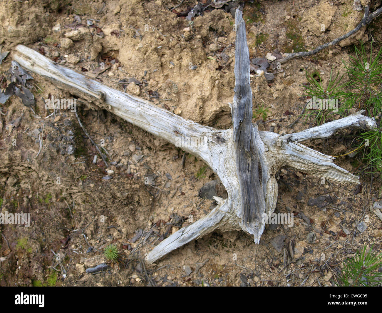 Alte baumwurzel hi-res stock photography and images - Alamy