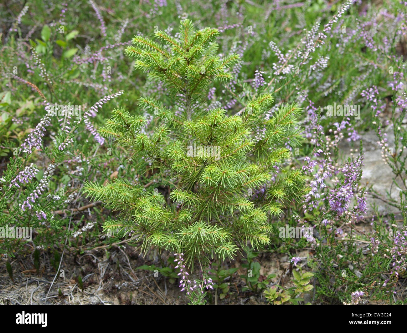 young conifer tree / junger Nadelbaum Stock Photo - Alamy