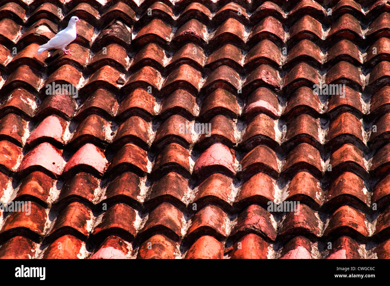 White dove on red roof Stock Photo - Alamy