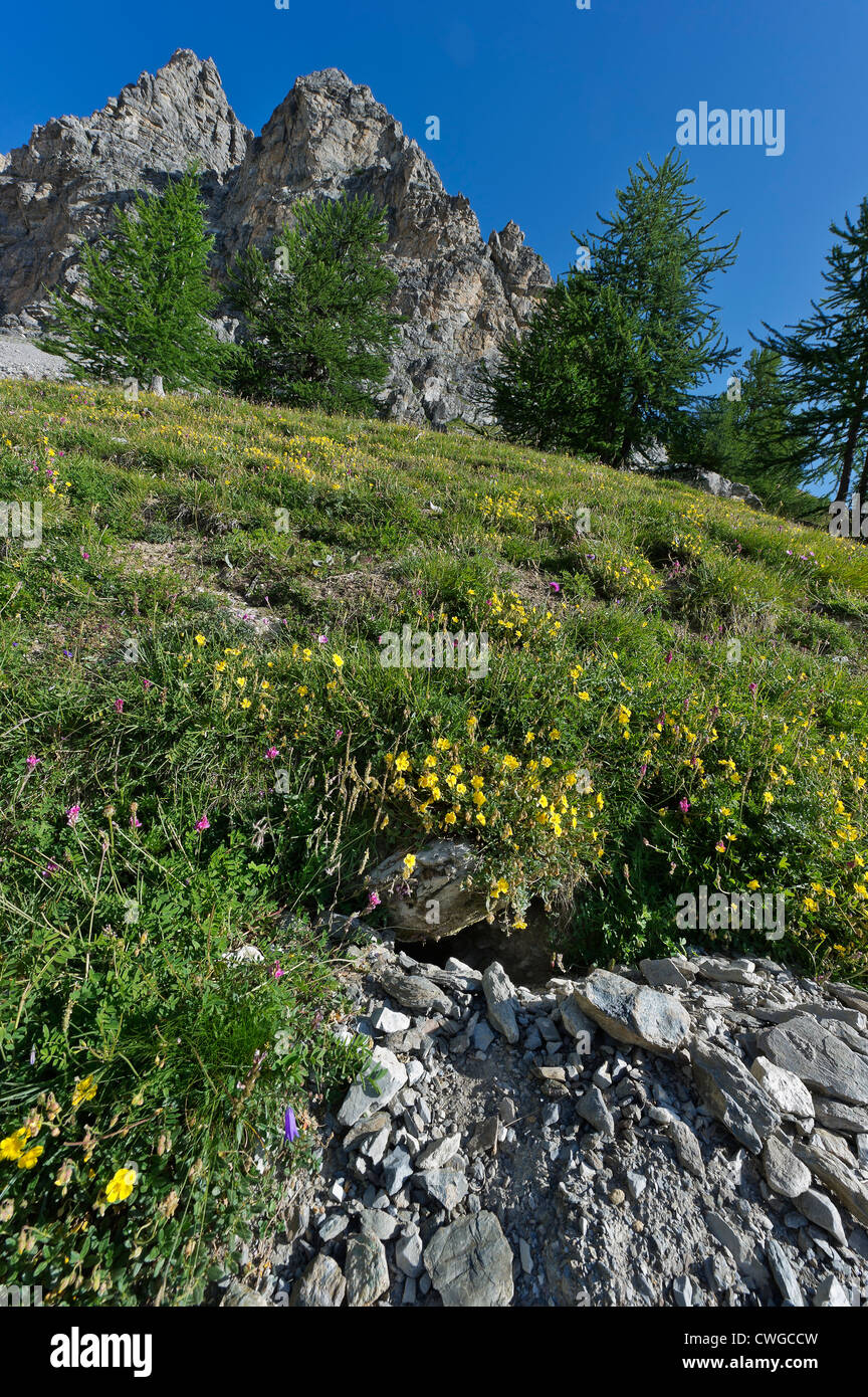 a marmot hole in front of the mount Gardiol, Susa valley, Piedmont ...