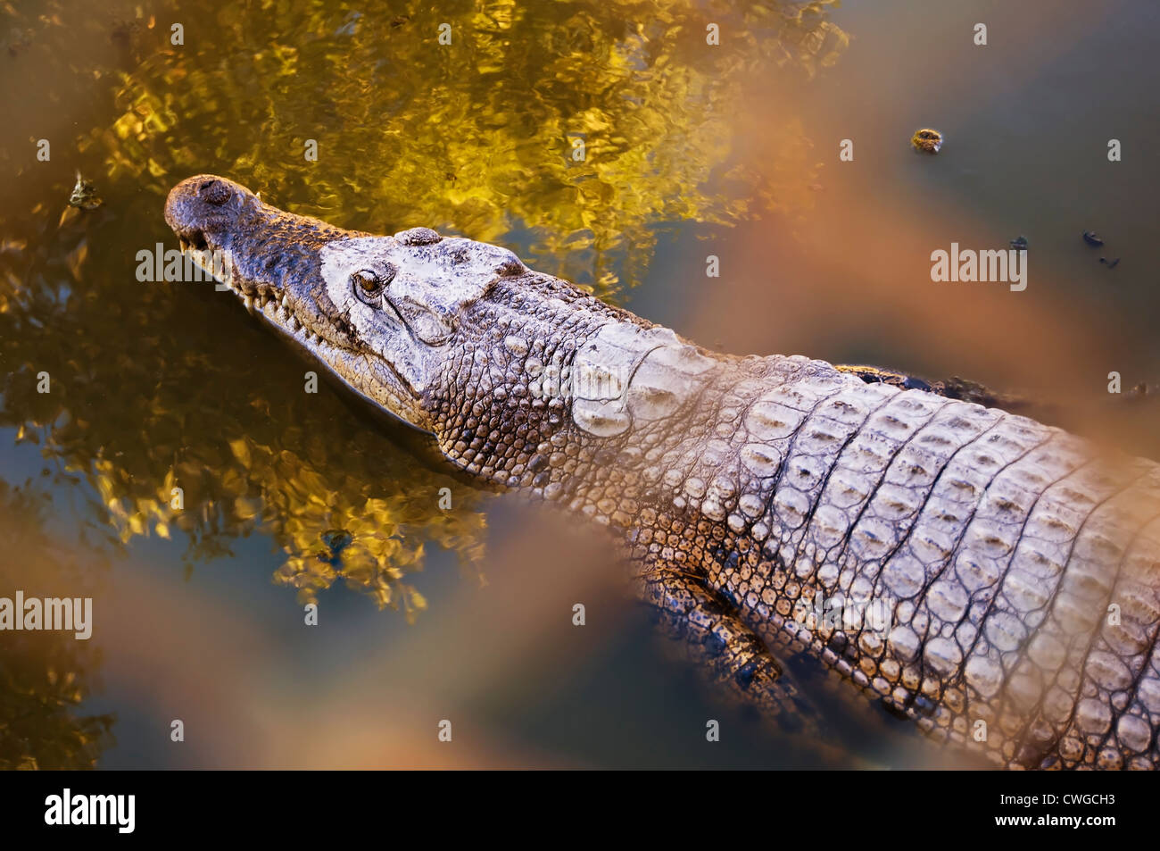 Breeding crocodile farm hi-res stock photography and images - Alamy