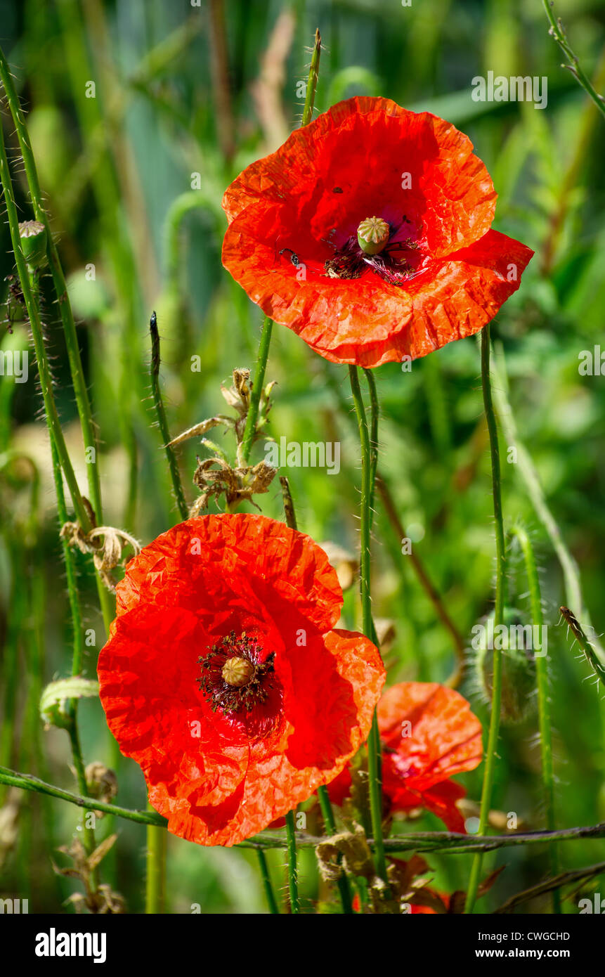 Two red poppy flowers hi-res stock photography and images - Alamy