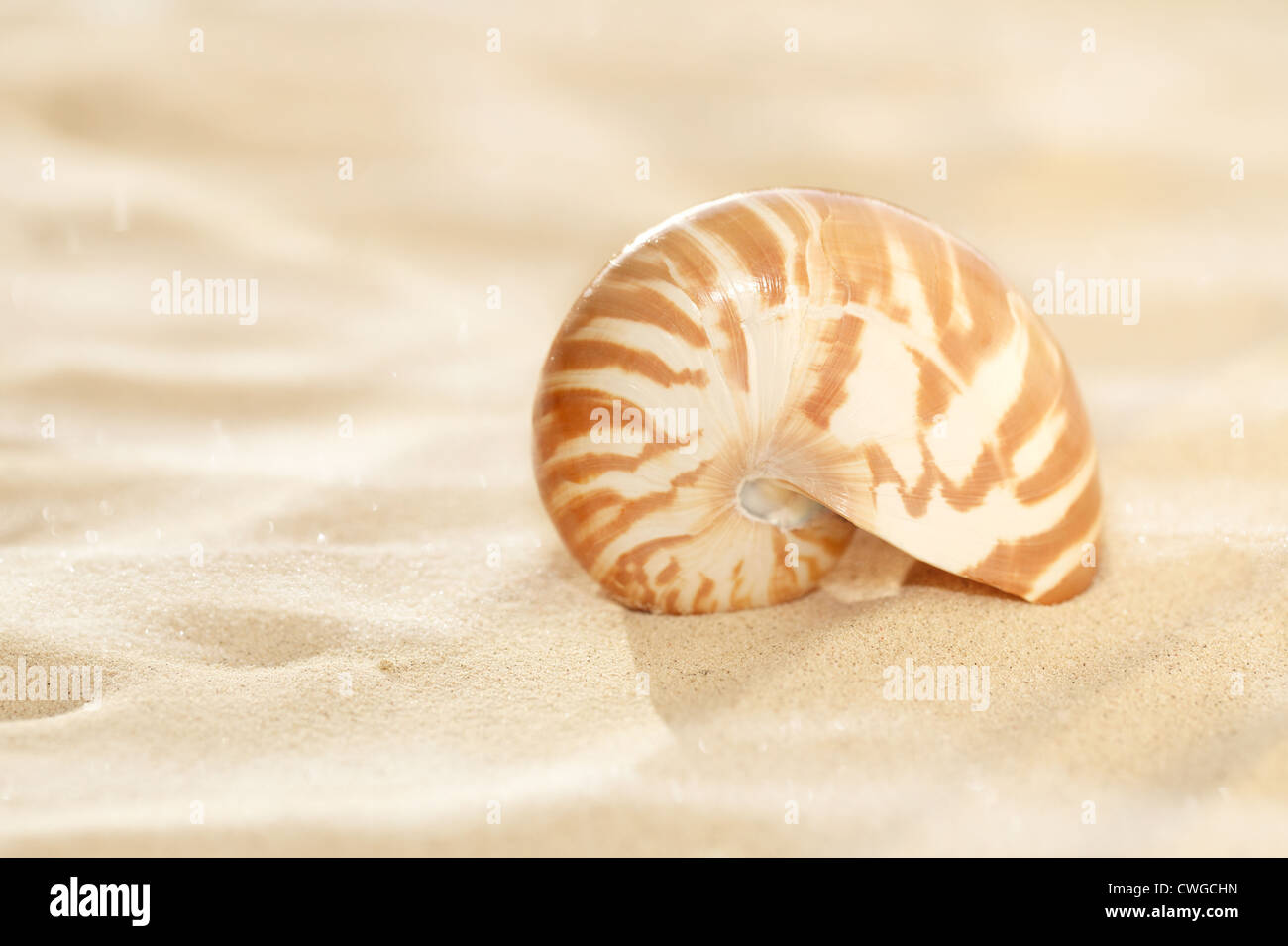 nautilus shell on a sand shore, close up Stock Photo - Alamy