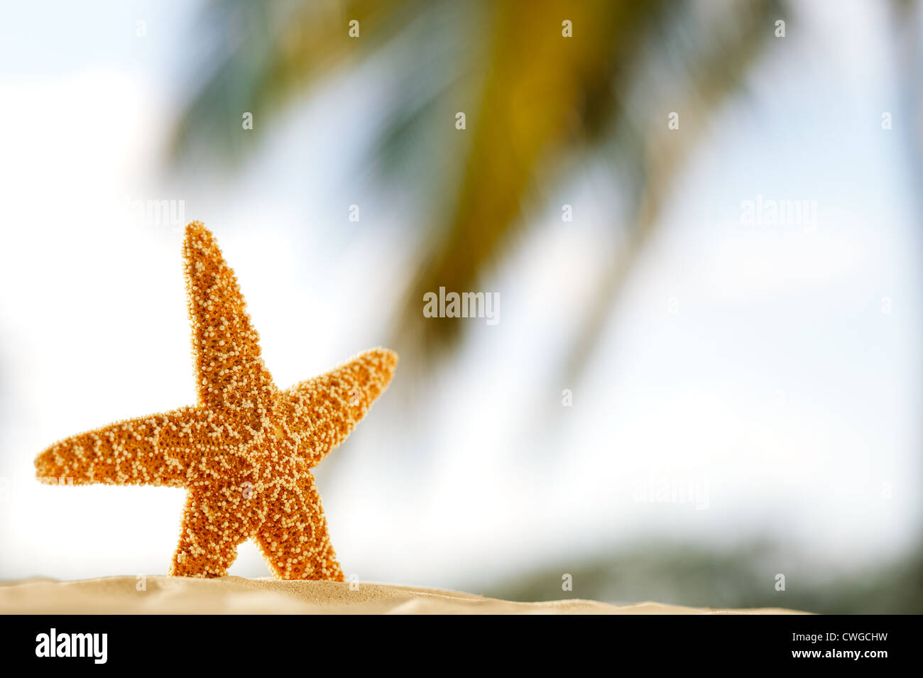 Close up shell beach palm trees hi-res stock photography and images - Alamy
