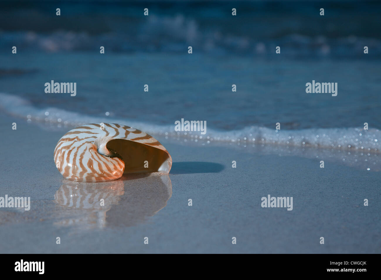Nautilus shell in blue sea wave hi-res stock photography and images - Alamy