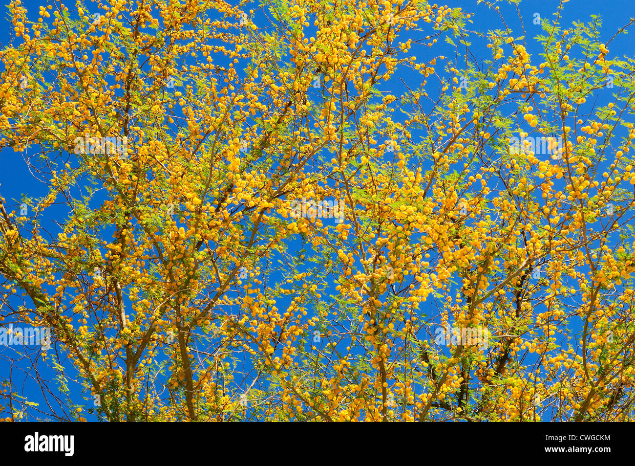 Color Mesquite Palo Verde trees in wind blown spring summer breeze ...