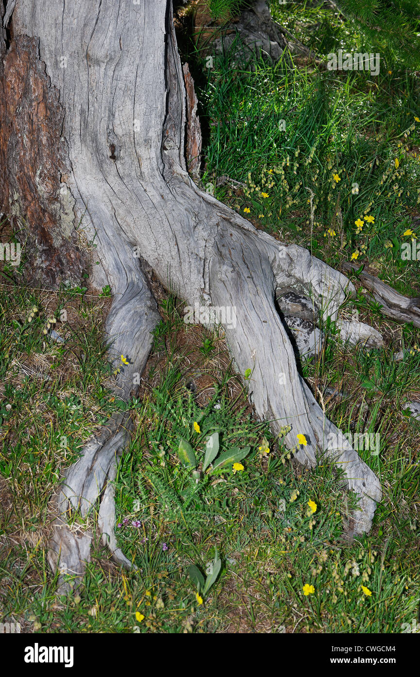 Yellow larchs hi-res stock photography and images - Alamy