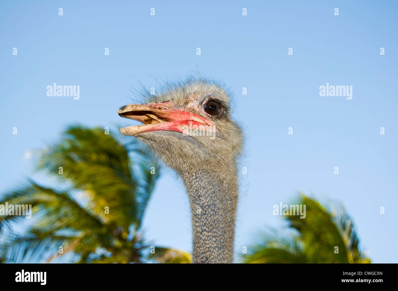 Ostrich in captivity in a Philippine resort Stock Photo - Alamy
