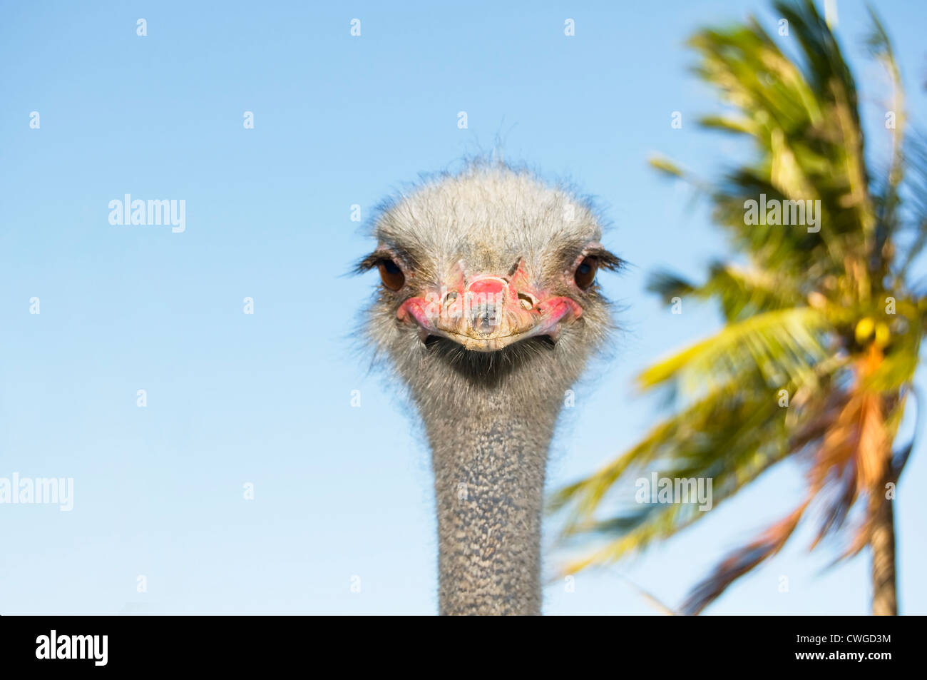Ostrich in captivity in a Philippine resort Stock Photo - Alamy