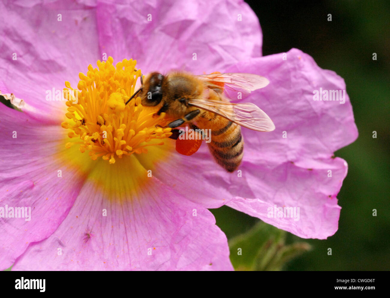Tuscany, bee on a blossom Stock Photo - Alamy