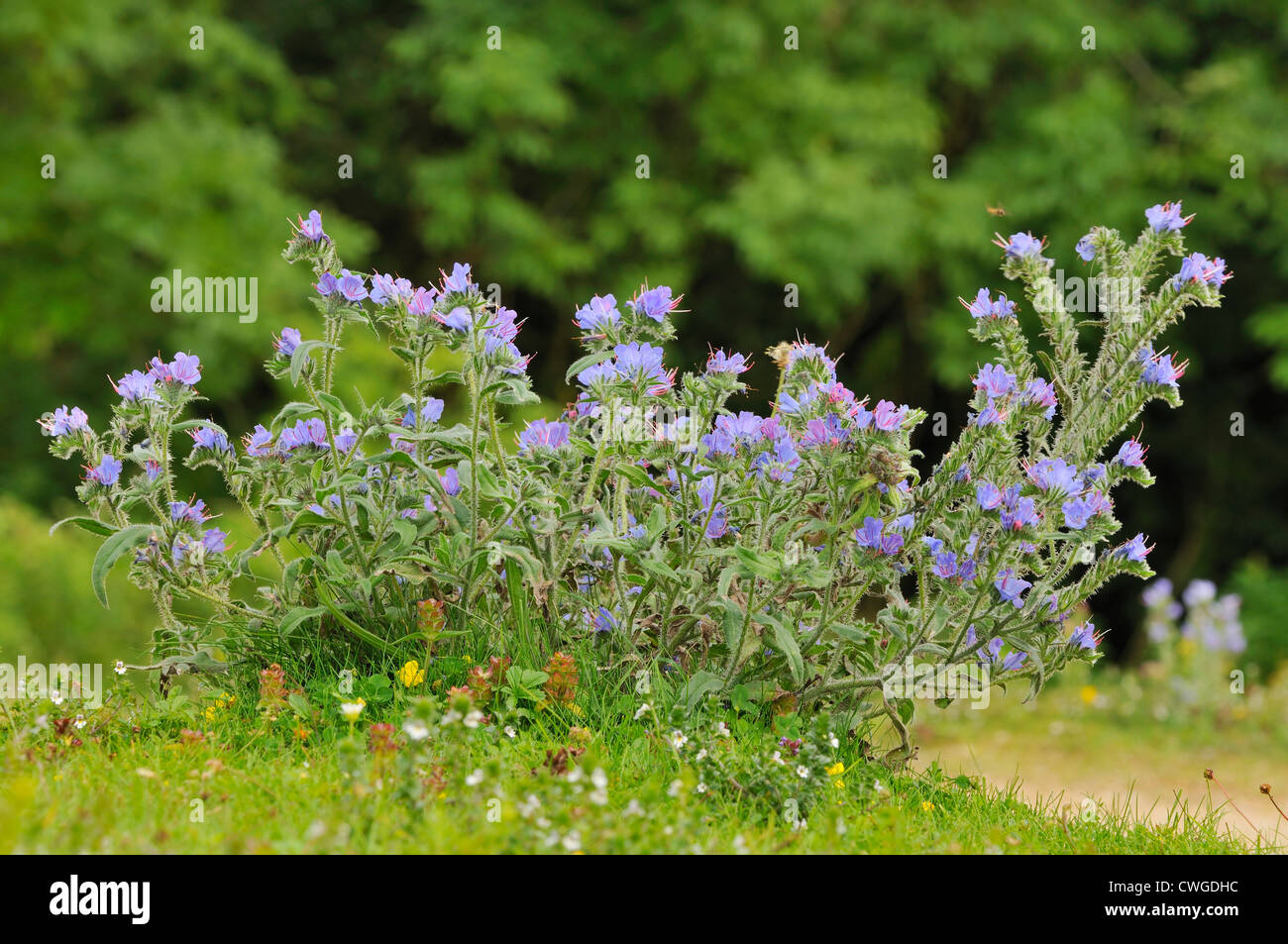 Vipers Bugloss - Echium vulgare Stock Photo - Alamy