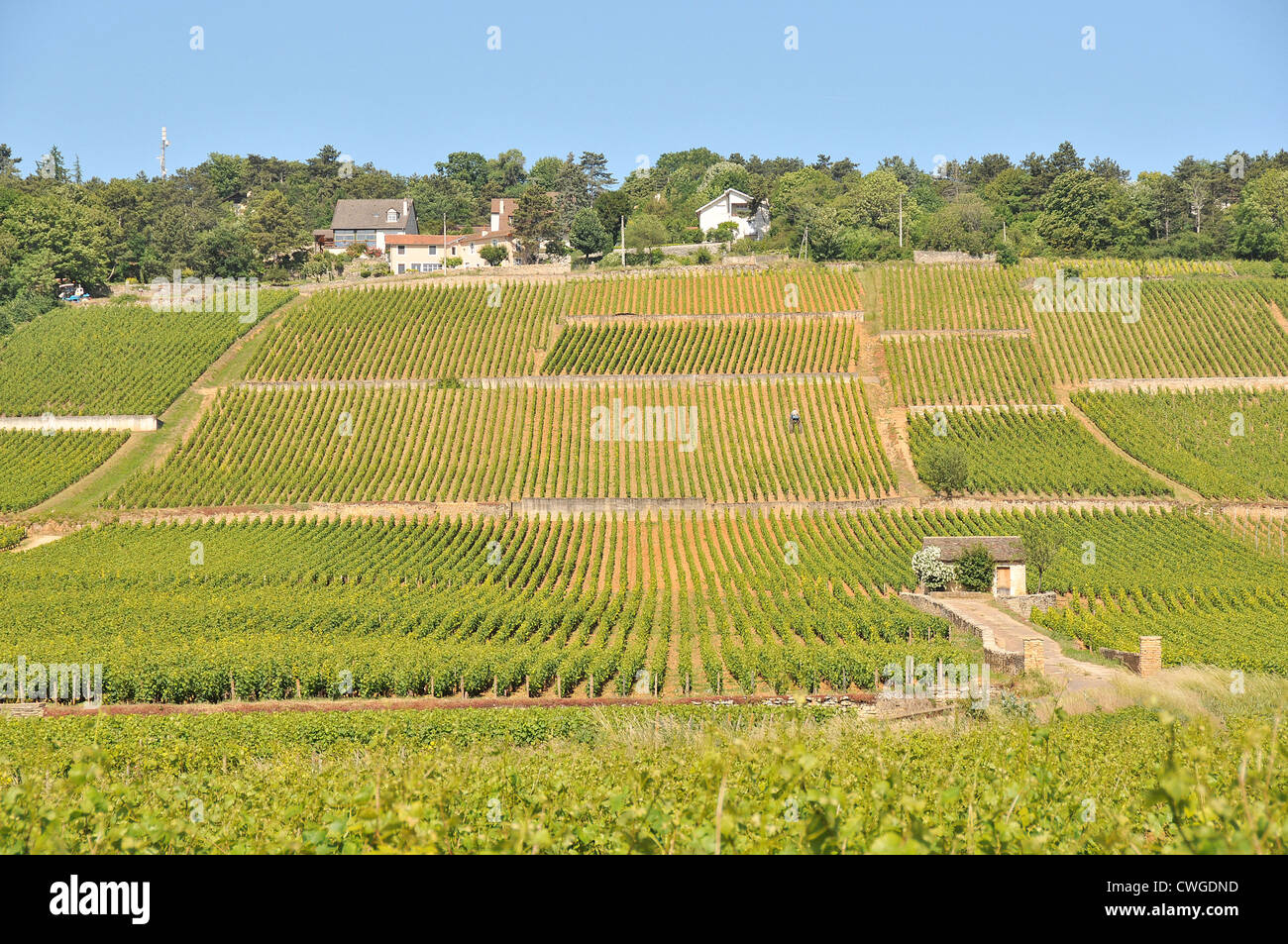 Beaune france vineyard hi-res stock photography and images - Alamy