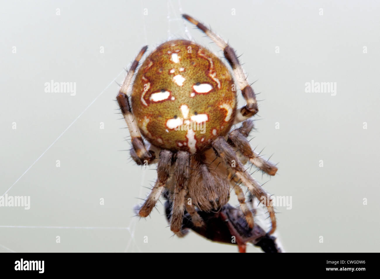 European garden spider (Araneus diadematus Stock Photo - Alamy