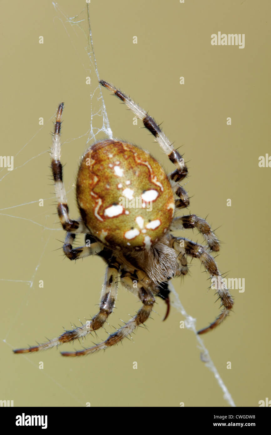 European garden spider (Araneus diadematus Stock Photo - Alamy