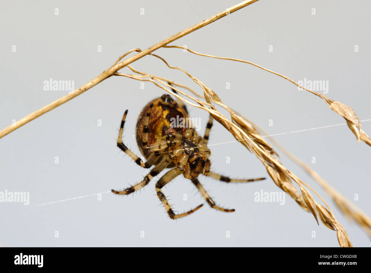 European garden spider (Araneus diadematus Stock Photo - Alamy