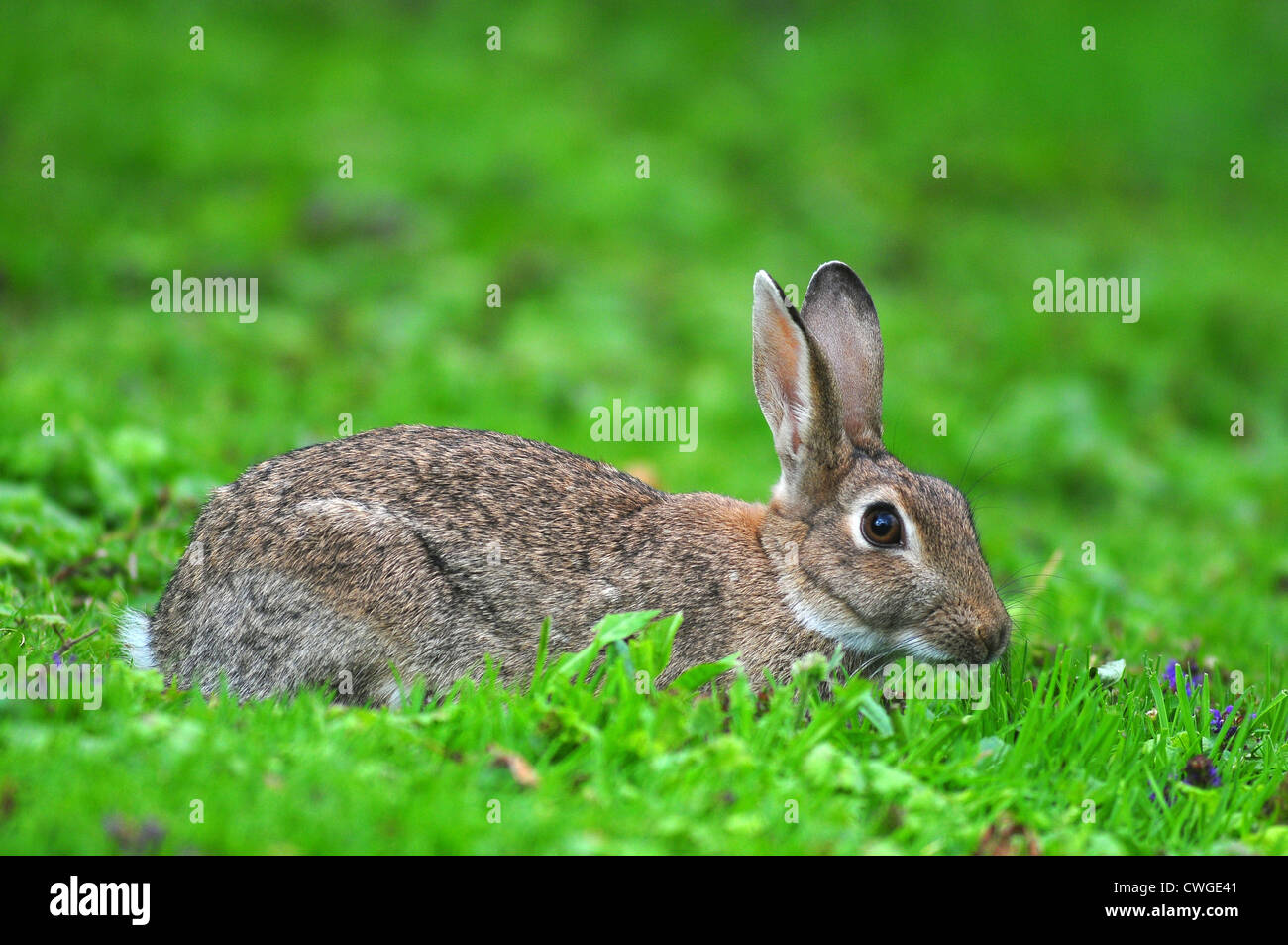 RABBIT Oryctolagus cuniculus Stock Photo - Alamy