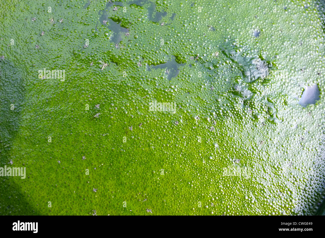 Algae and bubbles hi-res stock photography and images - Alamy