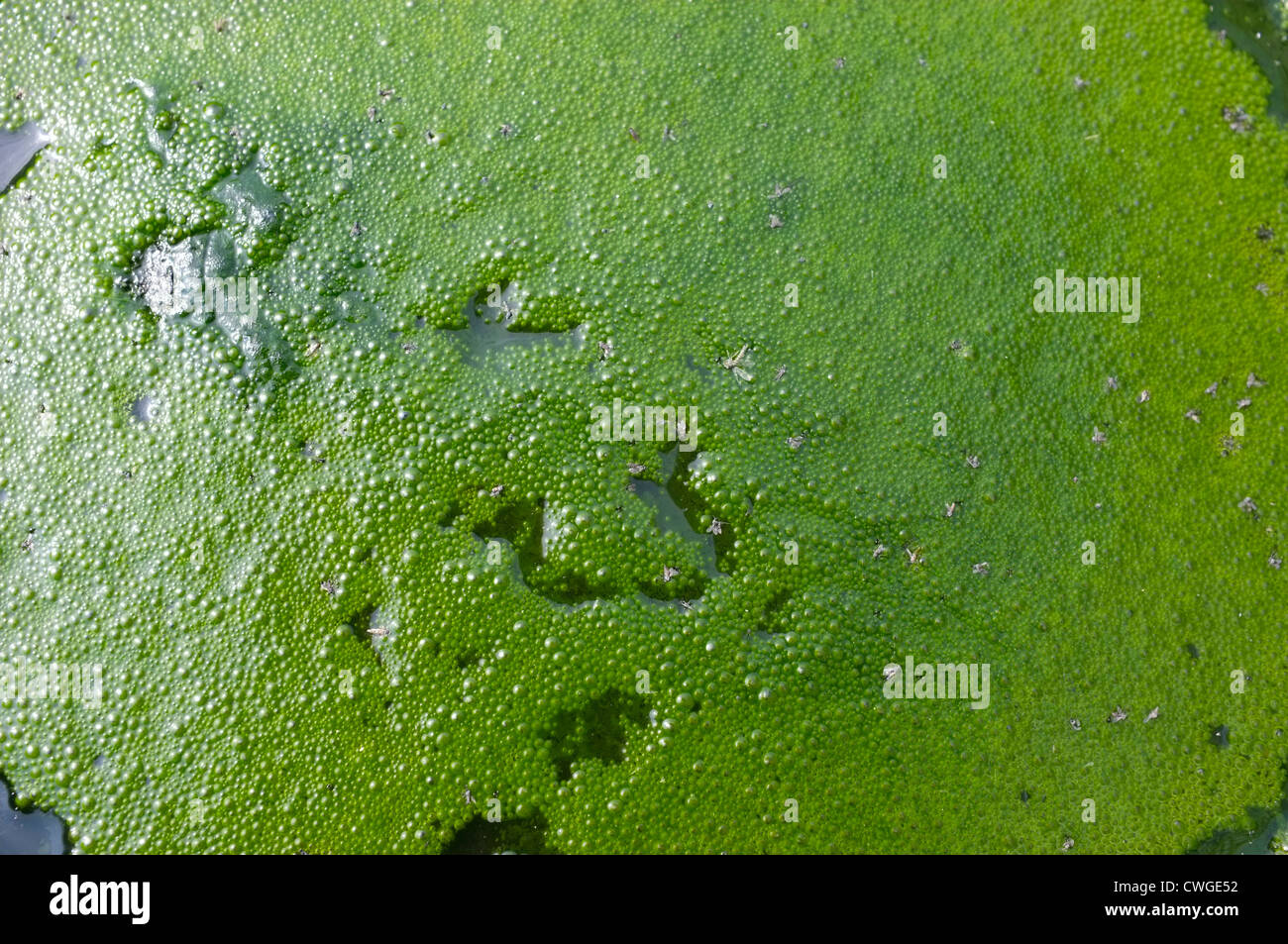 Green algae on water Stock Photo - Alamy