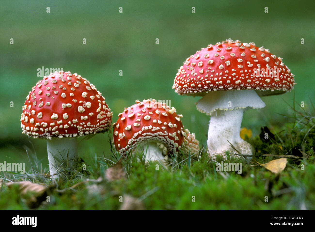 Row of toadstools hi-res stock photography and images - Alamy