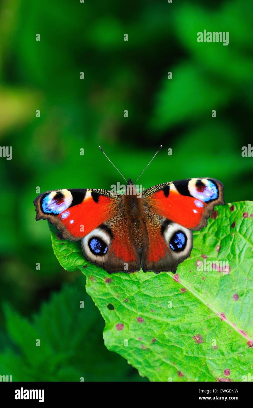 Butterfly portrait hi-res stock photography and images - Alamy