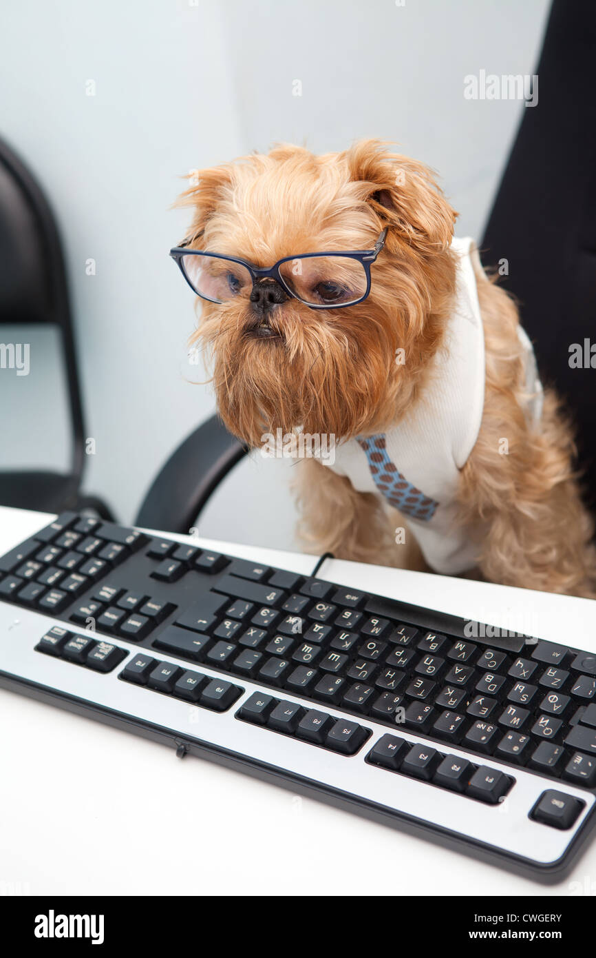 Manager dog hi-res stock photography and images - Alamy