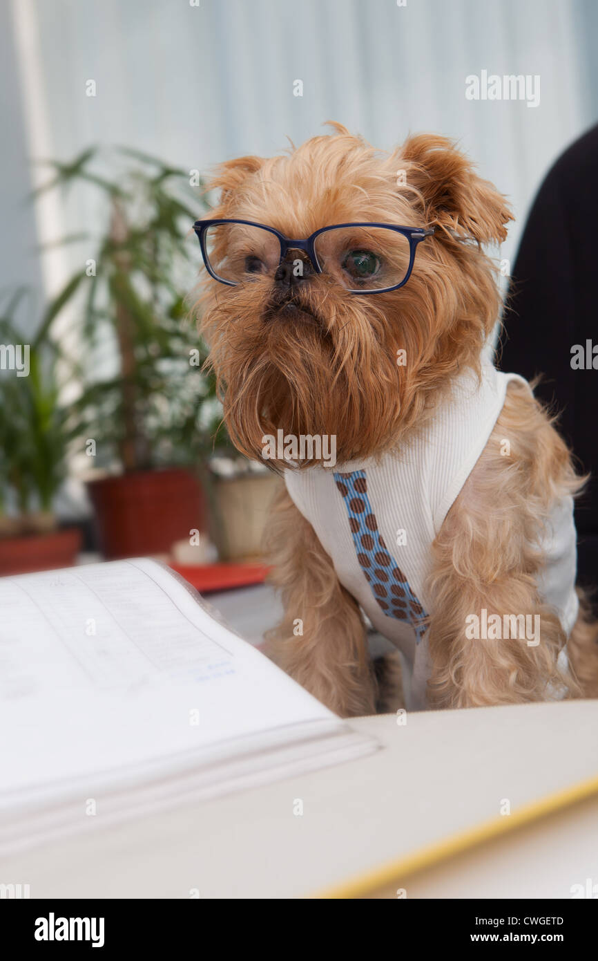 Dog accountant sitting in an office chair, on the table of documents ...