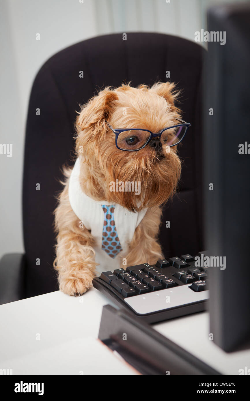 Dog Manager works for a computer, looking at the monitor Stock Photo ...