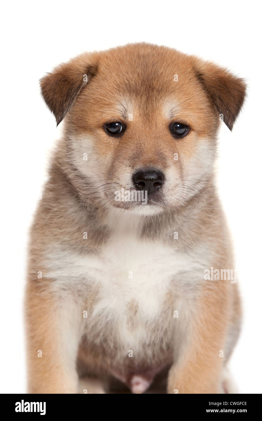 Small, yellow puppy huskies and husky, a mixture of breeds Stock Photo ...
