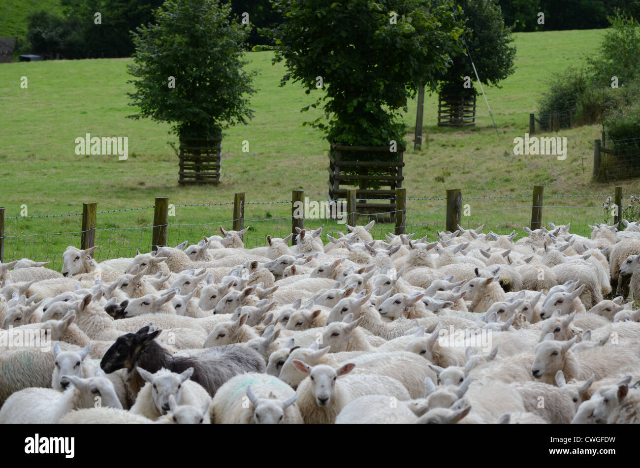Sheep ticks hi-res stock photography and images - Alamy