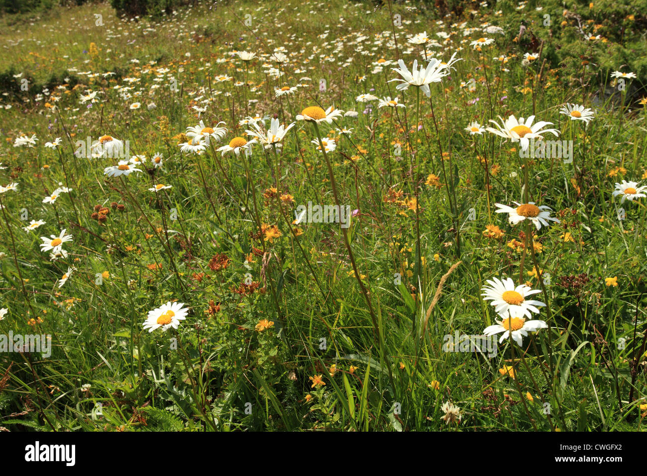 Flowers of Oxeye daisy (Leucanthemum vulgare) flowering on the meadow ...